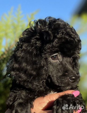 Малый Пудель