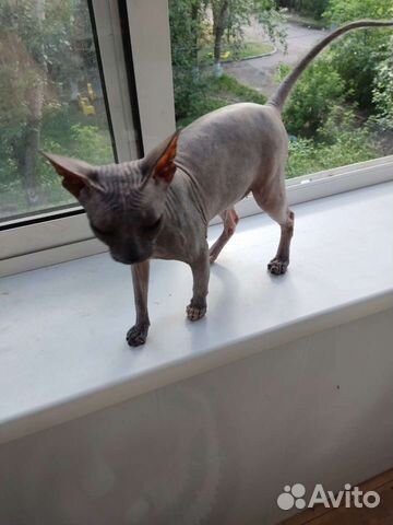 Канадский сфинкс котенок девочка