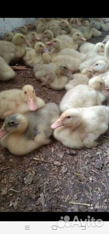 Двухнедельные утята