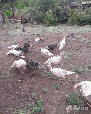 Индюшата подрощенные