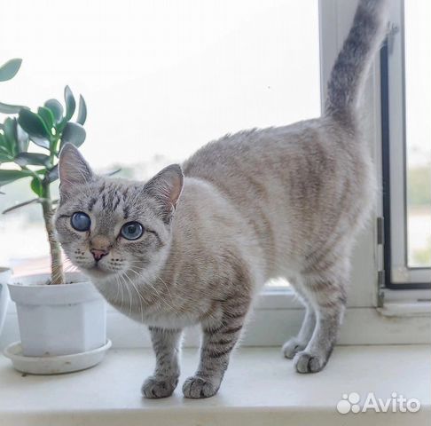 Сима - очень ласковая кошечка в поисках дома