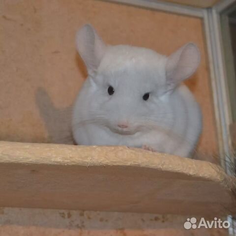 Белорозовый нафс