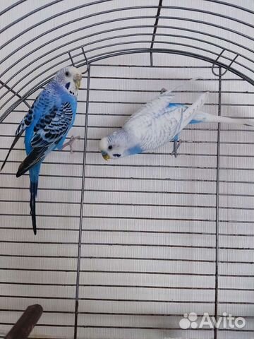 Пара попугаев