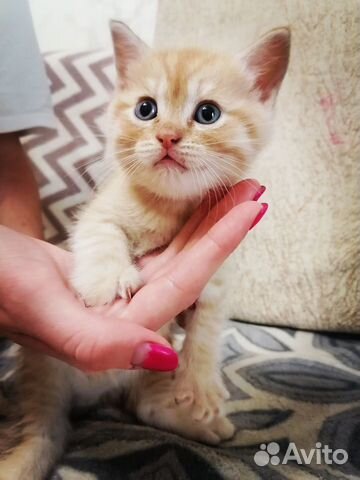 Продам британских котят