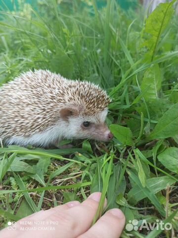 Африканский ежик