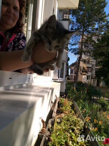 Отдам в добрые руки