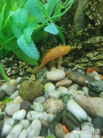 Аквариумные рыбки сомики