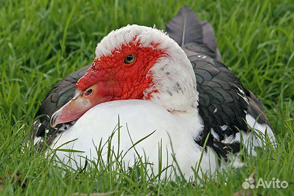 Гуси и индоутки