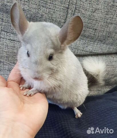 Шиншилленок Белый Вильсона девочка 3 мес