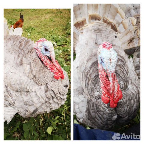 Индюки на племя