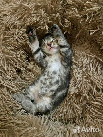 Отдам котика в добрые руки