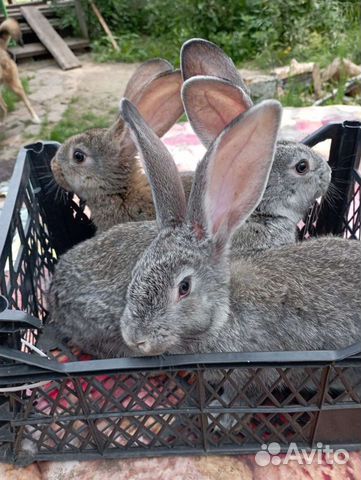 Кролики мясных пород