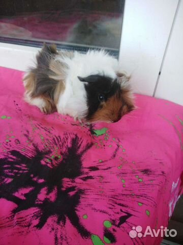 Морская свинка