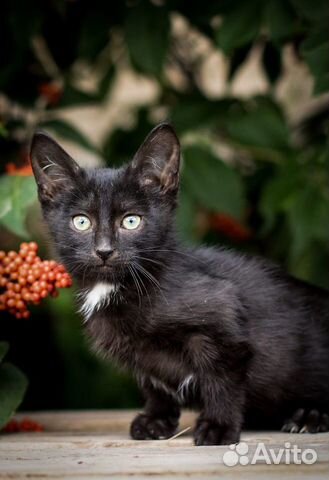 Котята в добрые руки мальчики и девочка