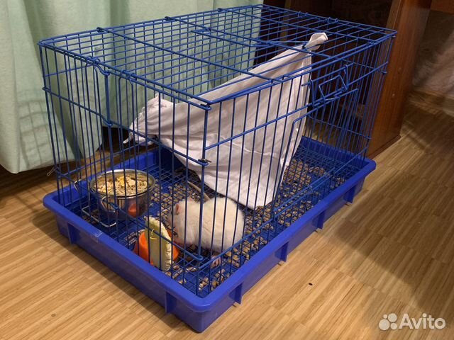 Ручная крыса