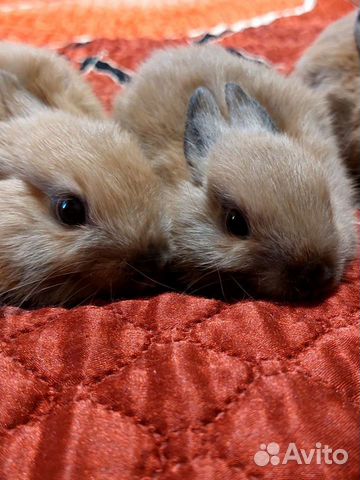 Декоративные кролики