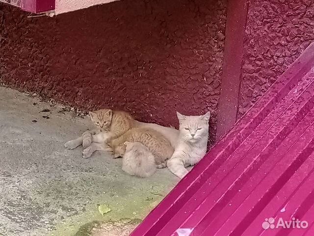 Котосемья ищет самые добрые ручки