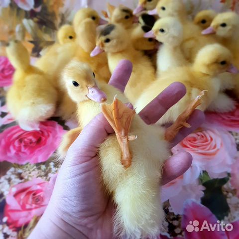 Утята индоутки мускусные утята