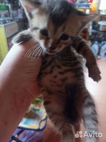 Котята в добрые руки 1 месяц
