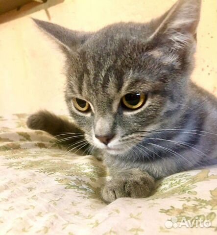 Кошечка полубританка 4 мес