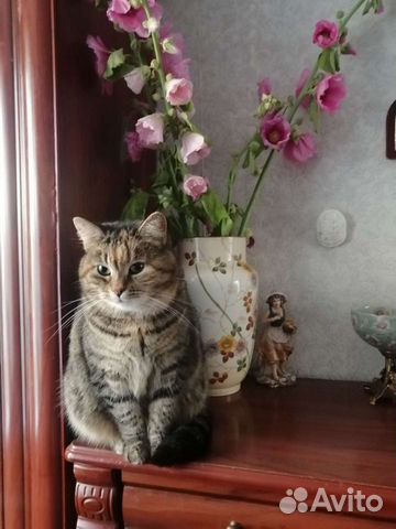 Кошки в добрые руки
