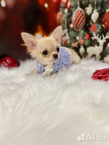 Мини крошка чихуахуа