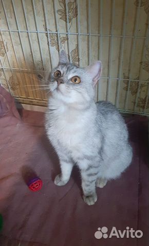 Кошки в добрые руки бесплатно