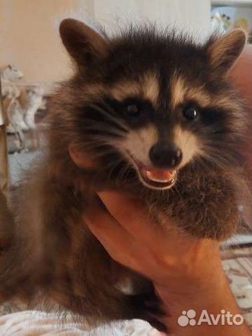 Продаётся енотик