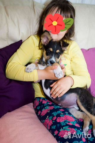 Ушан в дар
