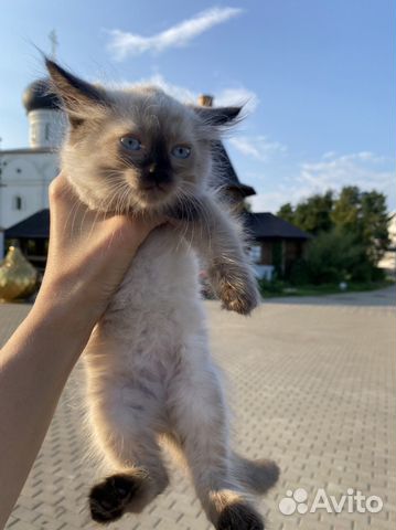 Котенок из монастыря