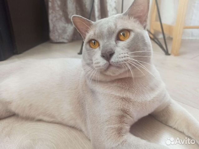 Опытный бурманский лиловый кот для вязки