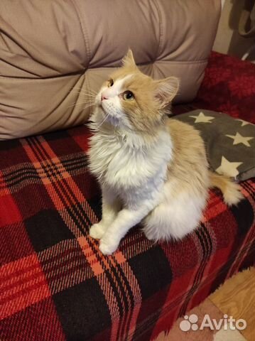Котик Саймон в добрые руки