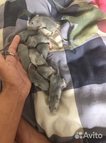 Крысята дамбо и клетка