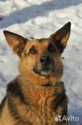 Он готов пойти с вами на край света