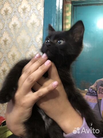 Кошка