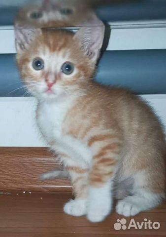 Рыжим малышам негде жить