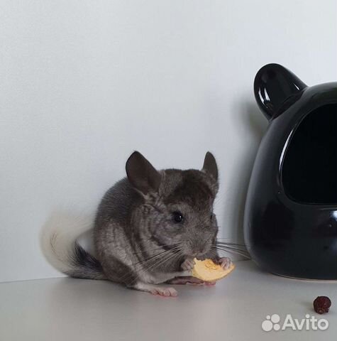 Шиншилленок девочка белый эбони темный нф 2 мес