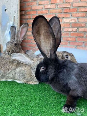 Ризин бельгийский великан