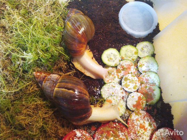 Улитки ахатины бесплатно