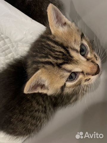 Котёнок мальчик в добрые руки