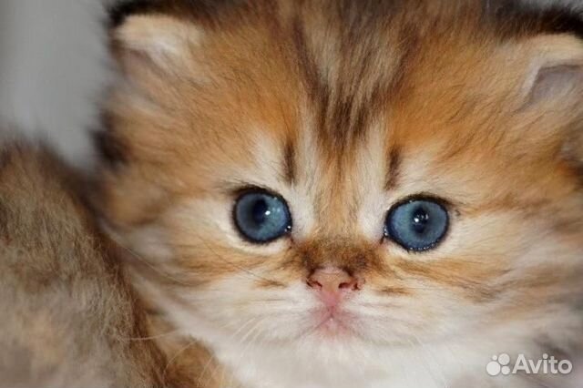 Породистый котенок,девочки