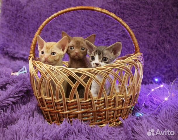 Котята девон-рекс бронирование