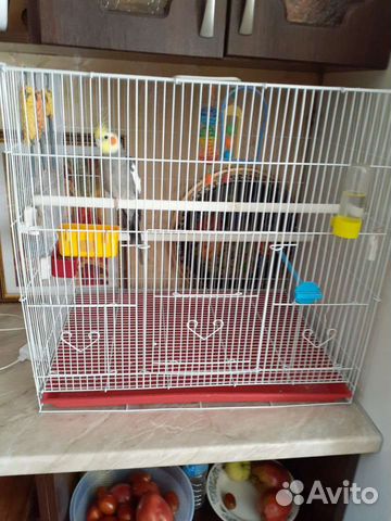 Попугай карел