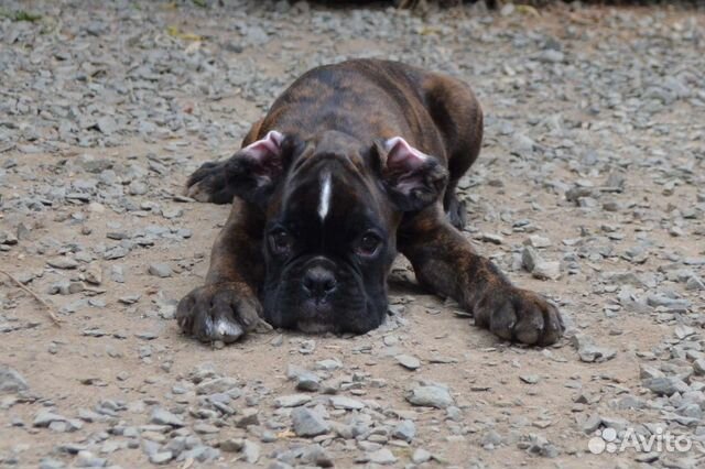 Очень красивый мальчик тигрового боксера