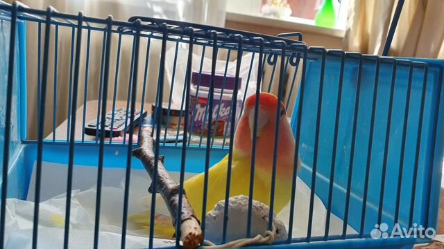 Неразлучник самка, возраст 2года