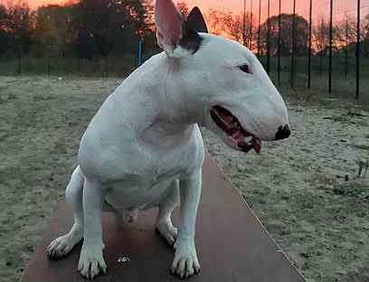 What Breed Of Dog Is Chico From Next Friday