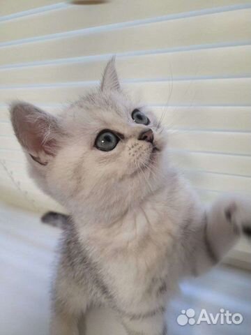 Британский котёнок