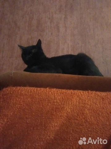 Черный котейка