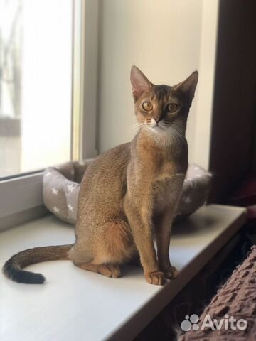 Абиссинские котята с документами