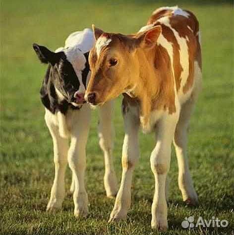 Продается весь скот